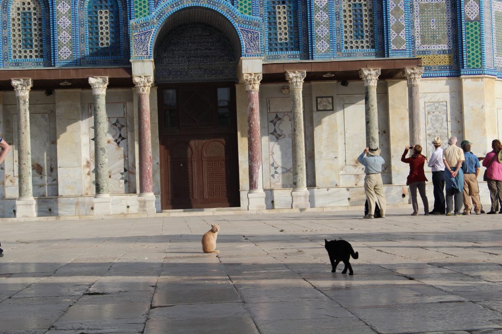 The Cats of Masjid al Aqsa – Masjid al Aqsa